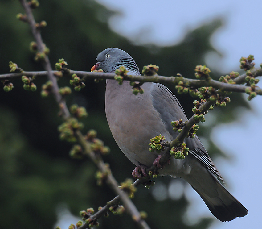 Ringeltaube. Foto & Bild | tiere, wildlife, wild lebende vögel Bilder ...