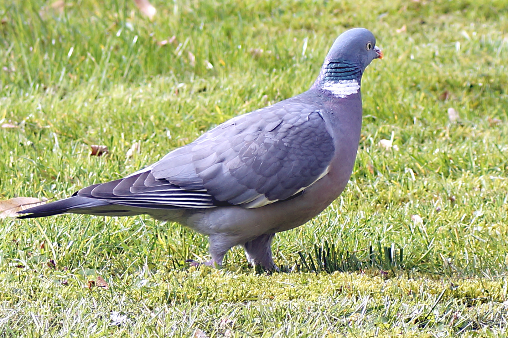 Ringeltaube Foto & Bild | natur, taube, vögel Bilder auf fotocommunity