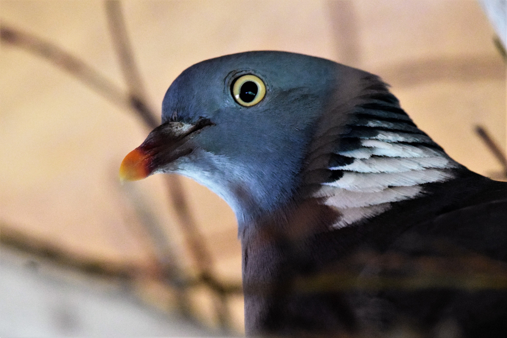 Ringeltaube Foto & Bild | tiere, wildlife, wild lebende vögel Bilder ...