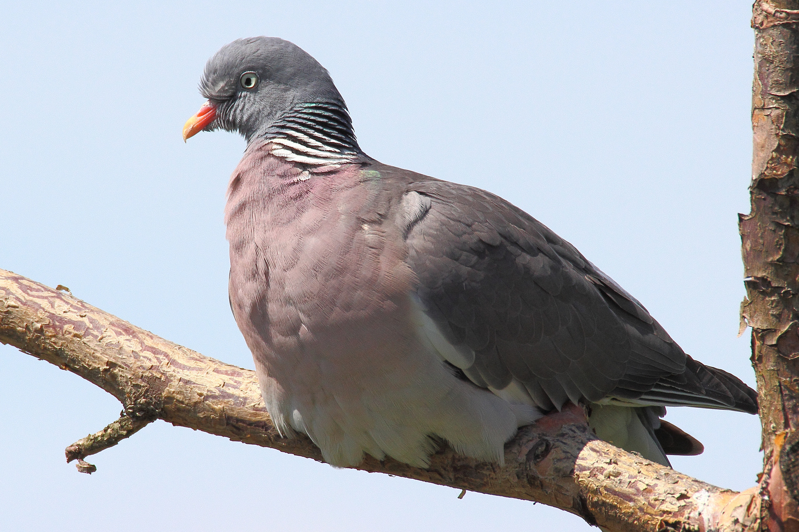 Ringeltaube Foto & Bild | tiere, wildlife, natur Bilder auf fotocommunity