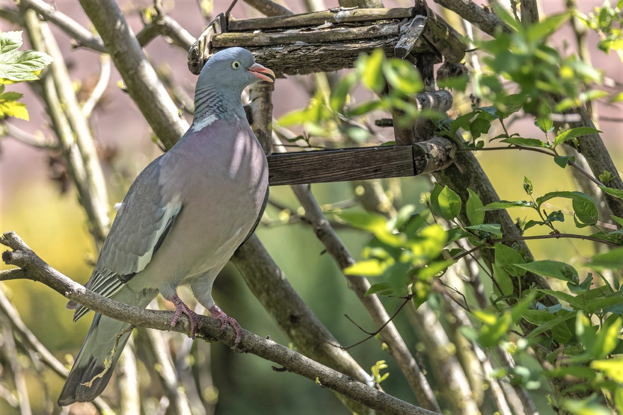 Ringeltaube Foto & Bild | tiere, wildlife, wild lebende vögel Bilder ...