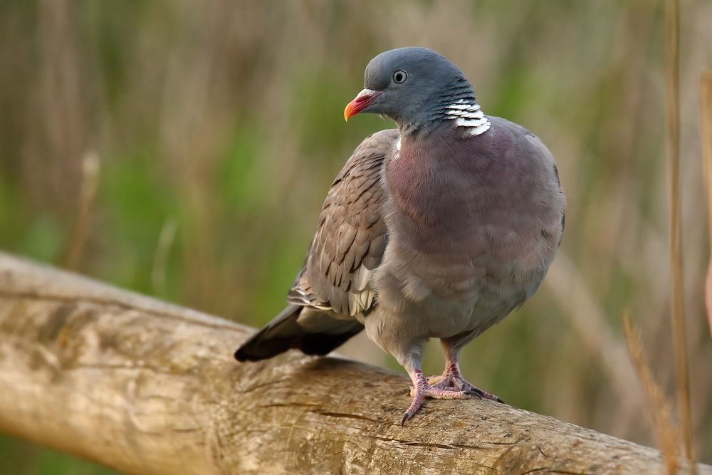 Ringeltaube Foto & Bild | natur, tiere, vögel Bilder auf fotocommunity