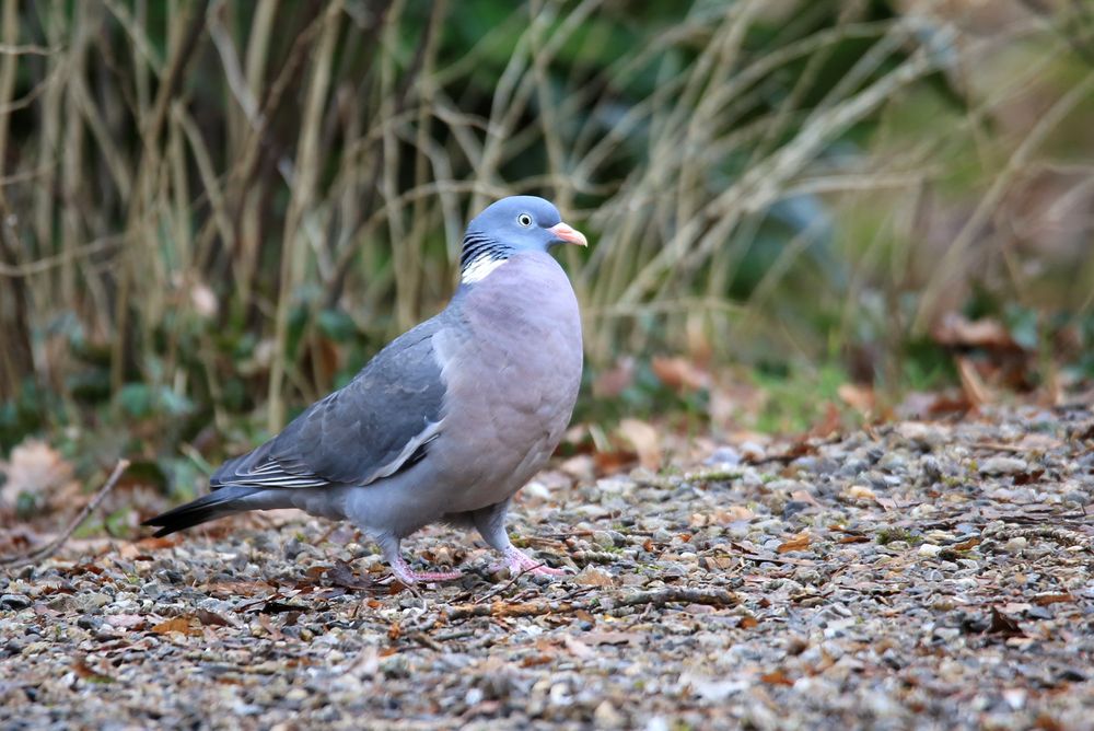 Ringeltaube Foto & Bild | tiere, wildlife, wild lebende vögel Bilder ...