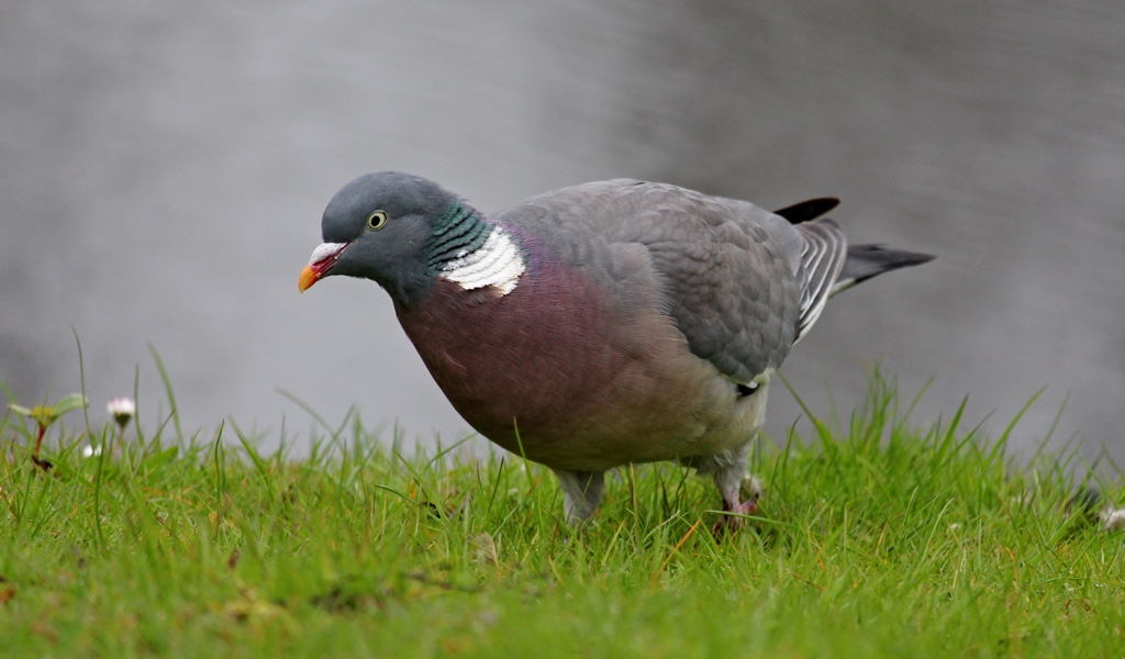 Ringeltaube Foto & Bild | natur, taube, vögel Bilder auf fotocommunity