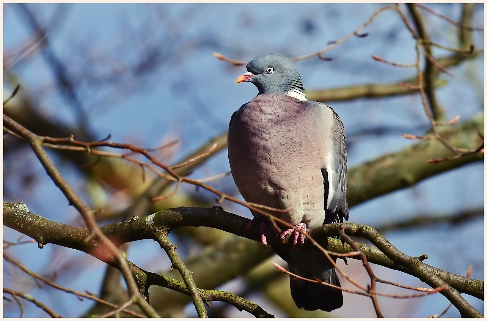Ringeltaube Foto & Bild | tiere, wildlife, wild lebende vögel Bilder ...