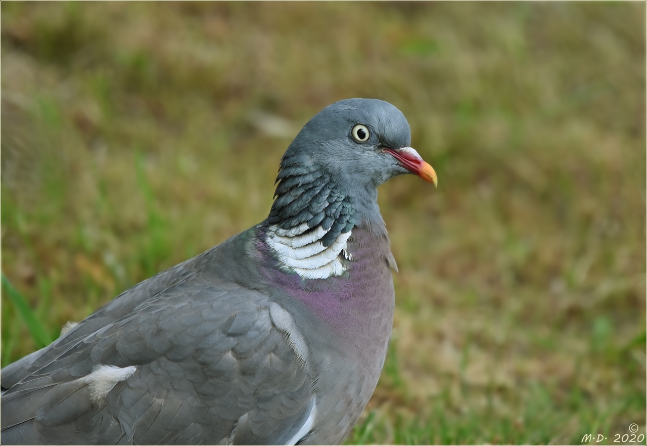 * Ringeltaube * Foto & Bild | natur, tiere, vögel Bilder auf fotocommunity