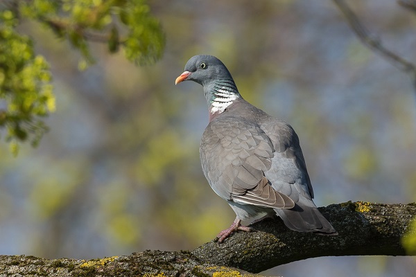 Ringeltaube Foto & Bild | tiere, wildlife, wild lebende vögel Bilder ...