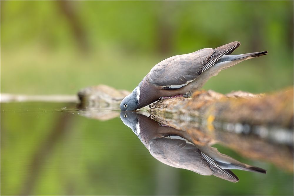 Ringeltaube hat Durst... Foto & Bild | tiere, wildlife, wild lebende vögel Bilder auf fotocommunity
