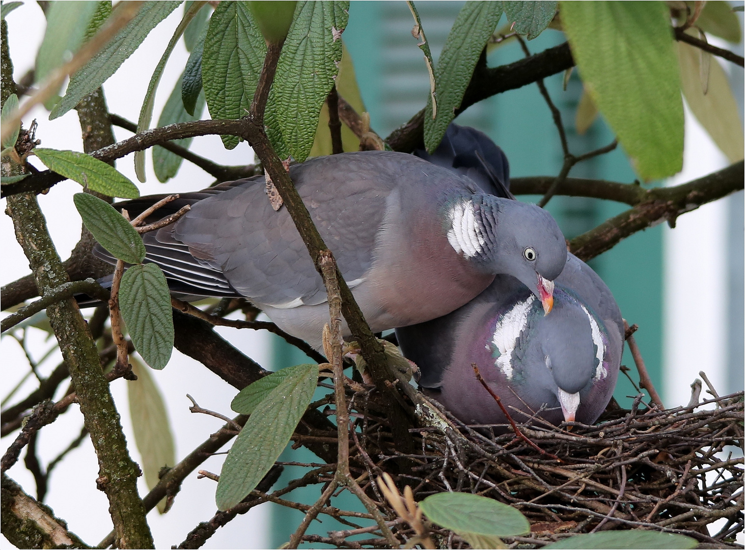 Ringeltauben (Columba palumbus)... Foto & Bild | bw, frühling, natur ...