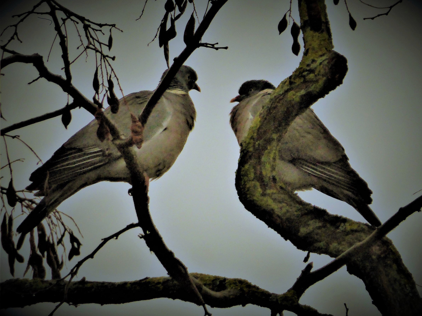 Ringeltauben (I) Foto & Bild | natur, tiere, wildlife Bilder auf ...