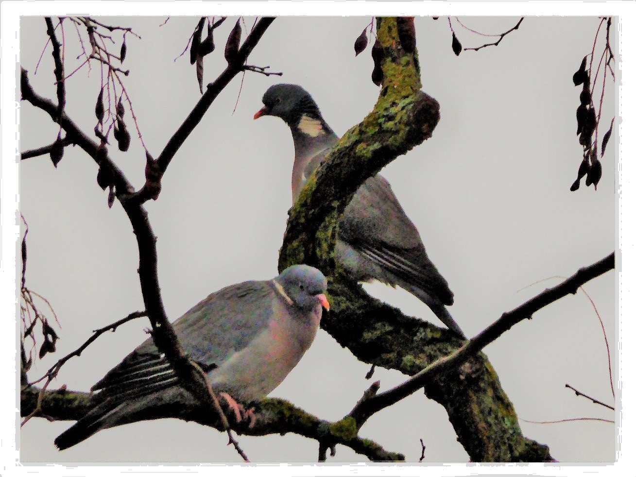 Ringeltauben (II) Foto & Bild | natur, tiere, wildlife Bilder auf ...