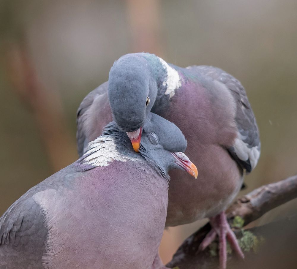 Ringeltauben Liebe Foto & Bild | natur, liebe, tiere Bilder auf ...