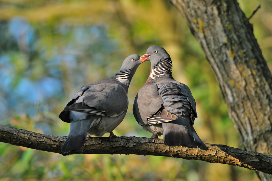 Ringeltauben Paarung Foto & Bild | tiere, wildlife, wild lebende vögel ...