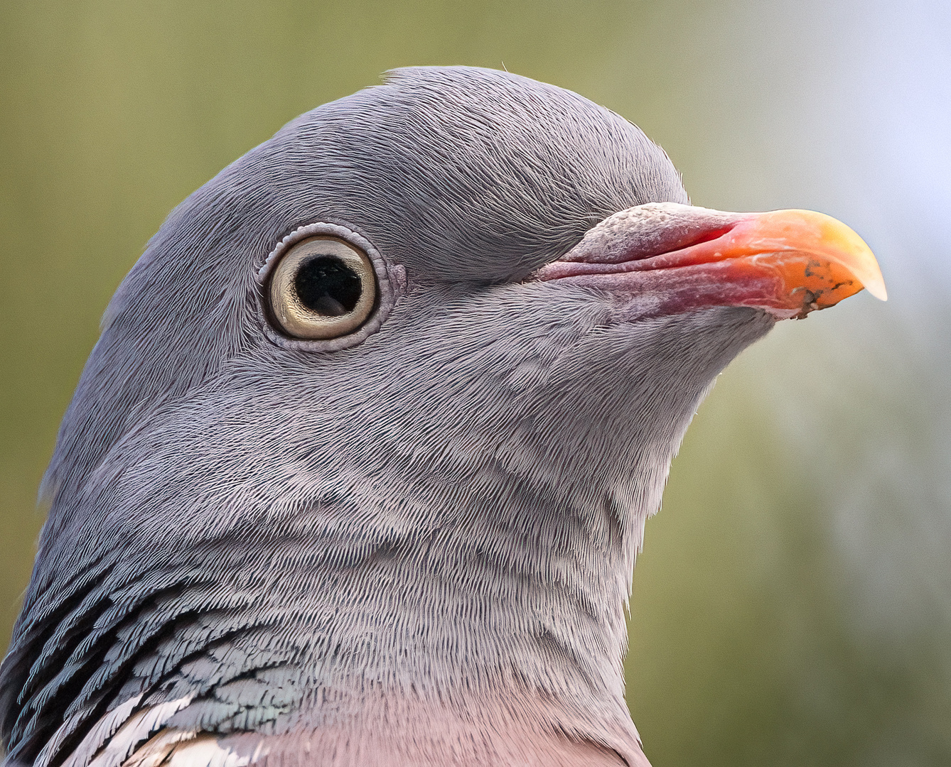 Ringeltauben-Porträt Foto & Bild | tiere, wildlife, natur Bilder auf ...
