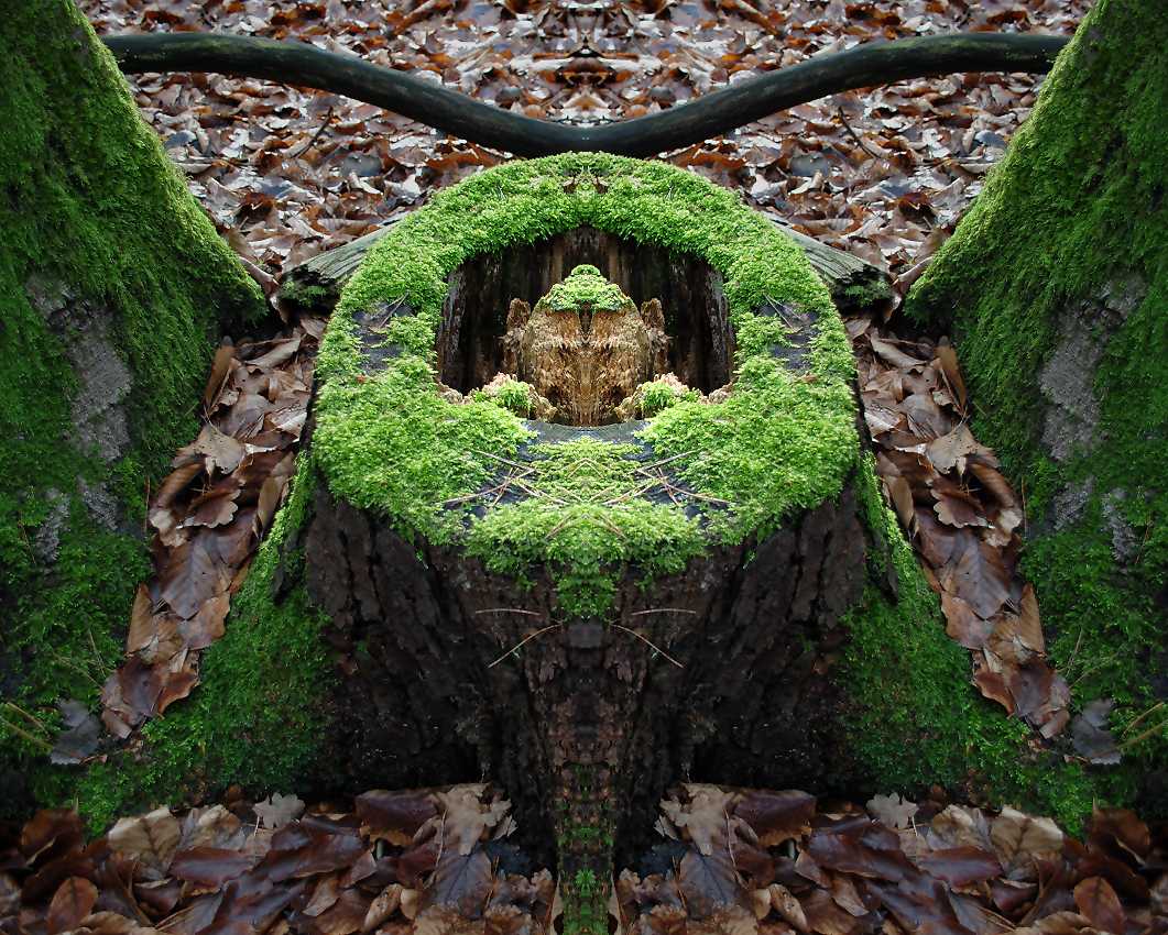 Ringor Foto & Bild | natur-kreativ, spiegelwelten, wichtel Bilder auf ...