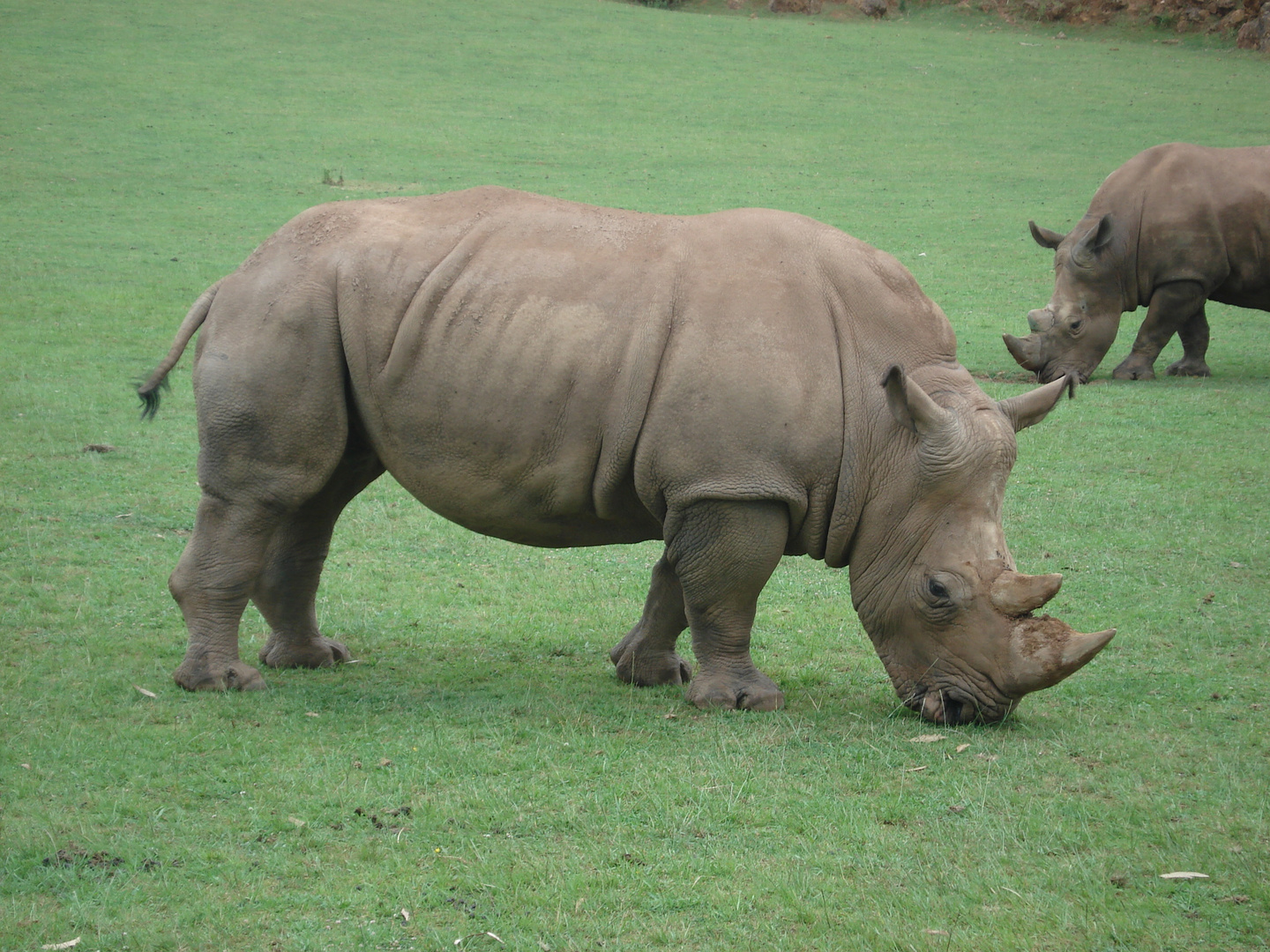 RINO Imagen & Foto | animales, animales salvajes, naturaleza Fotos de ...