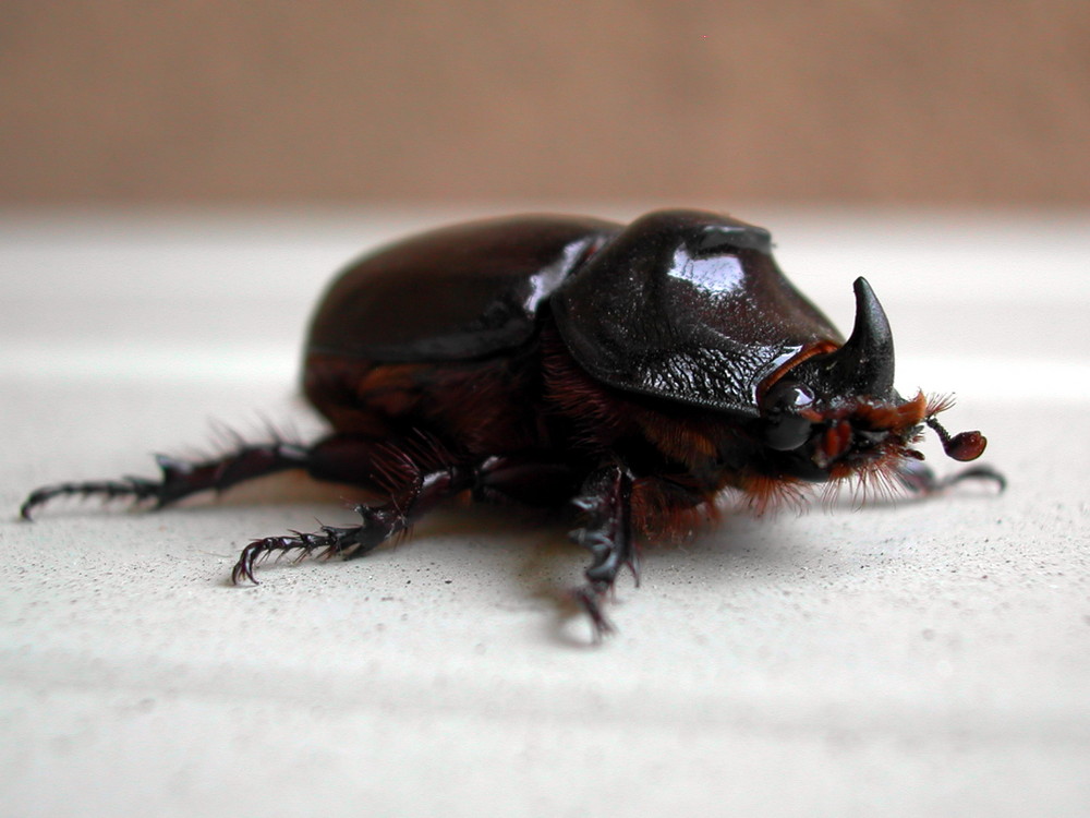 rinoceronte volante Foto % Immagini| macro e close up, macro di insetti ...