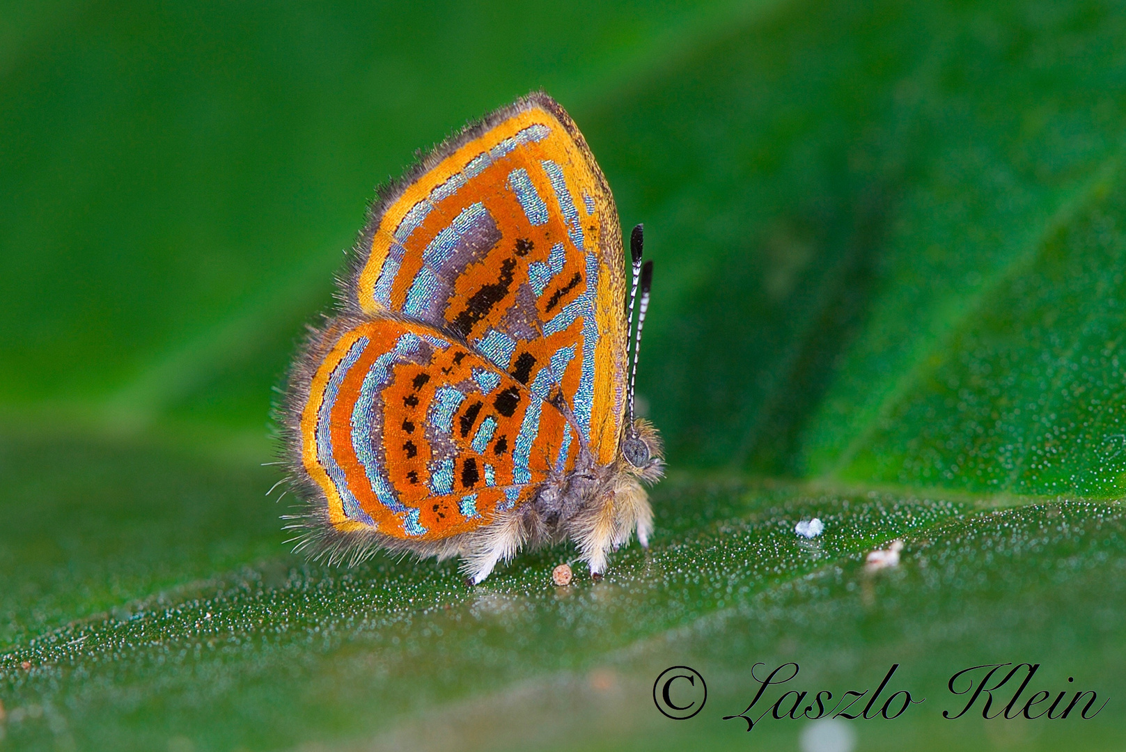 Riodinidae, Sarote acantus Foto & Bild | tiere, wildlife ...