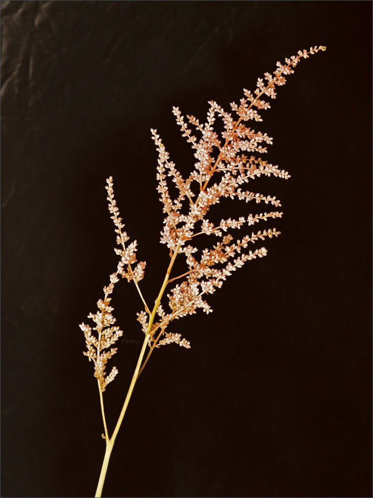 Rispe Foto & Bild | pflanzen, pilze & flechten, blüten- & kleinpflanzen ...