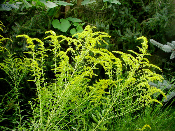 Rispe Foto & Bild | landschaft, natur Bilder auf fotocommunity