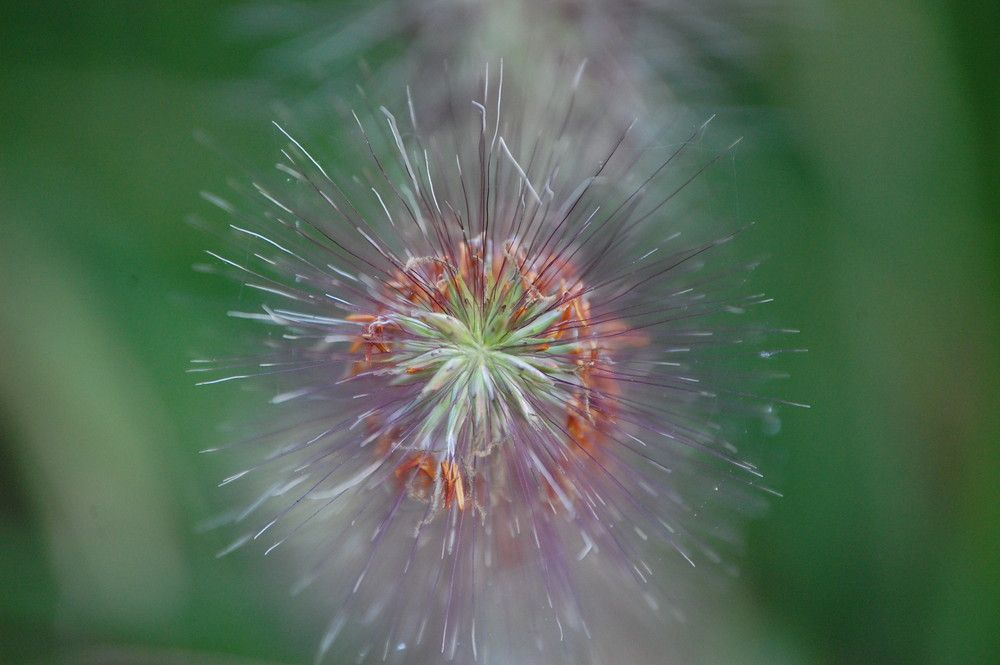Rispe eines Miscanthus - Bild & Foto von Katja78Bo aus fotocommunity ...