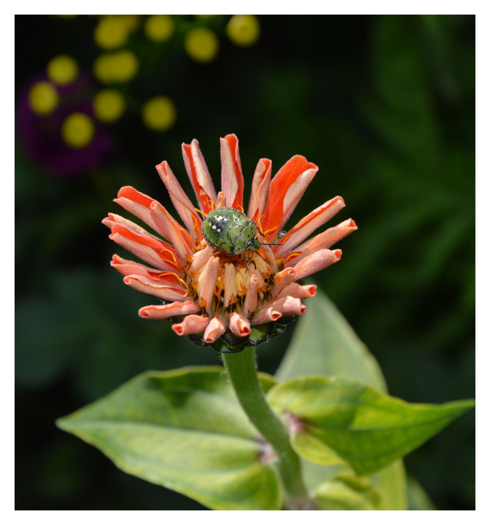 ristorante chiuso per riposo settimanale!!! Foto % Immagini| piante ...