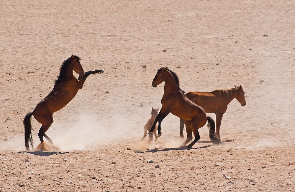 Rivalen Foto & Bild | kampf, landschaft, pferde Bilder auf fotocommunity