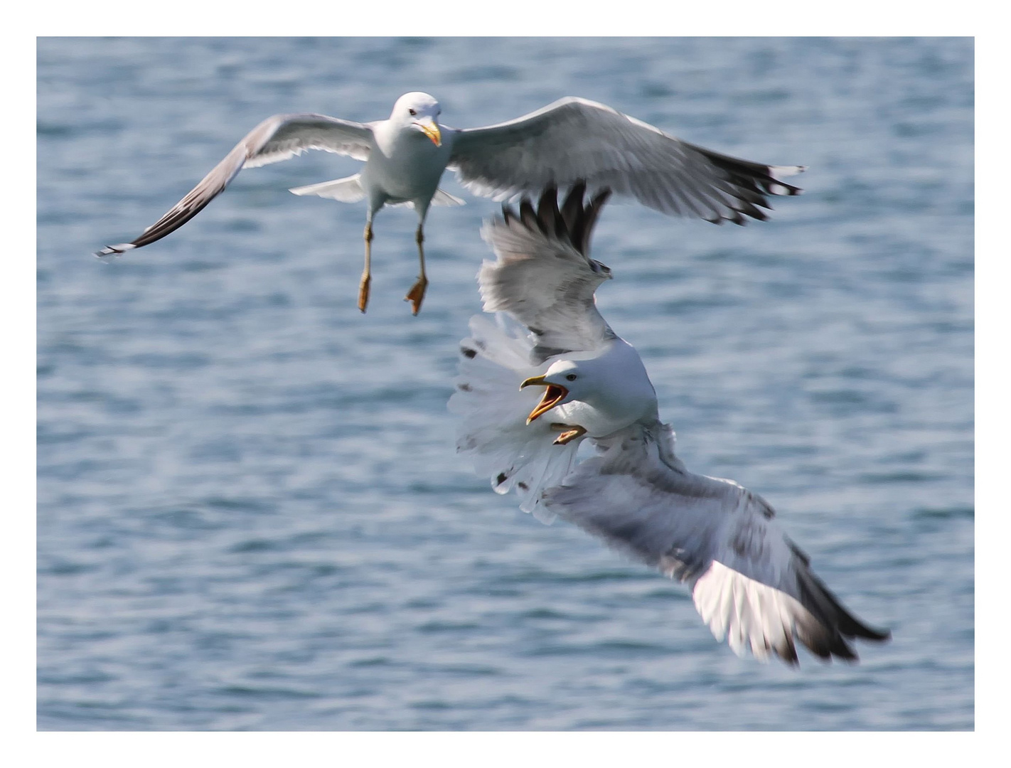 Rivalité Foto & Bild | animaux, animaux sauvages, oiseaux Bilder auf ...