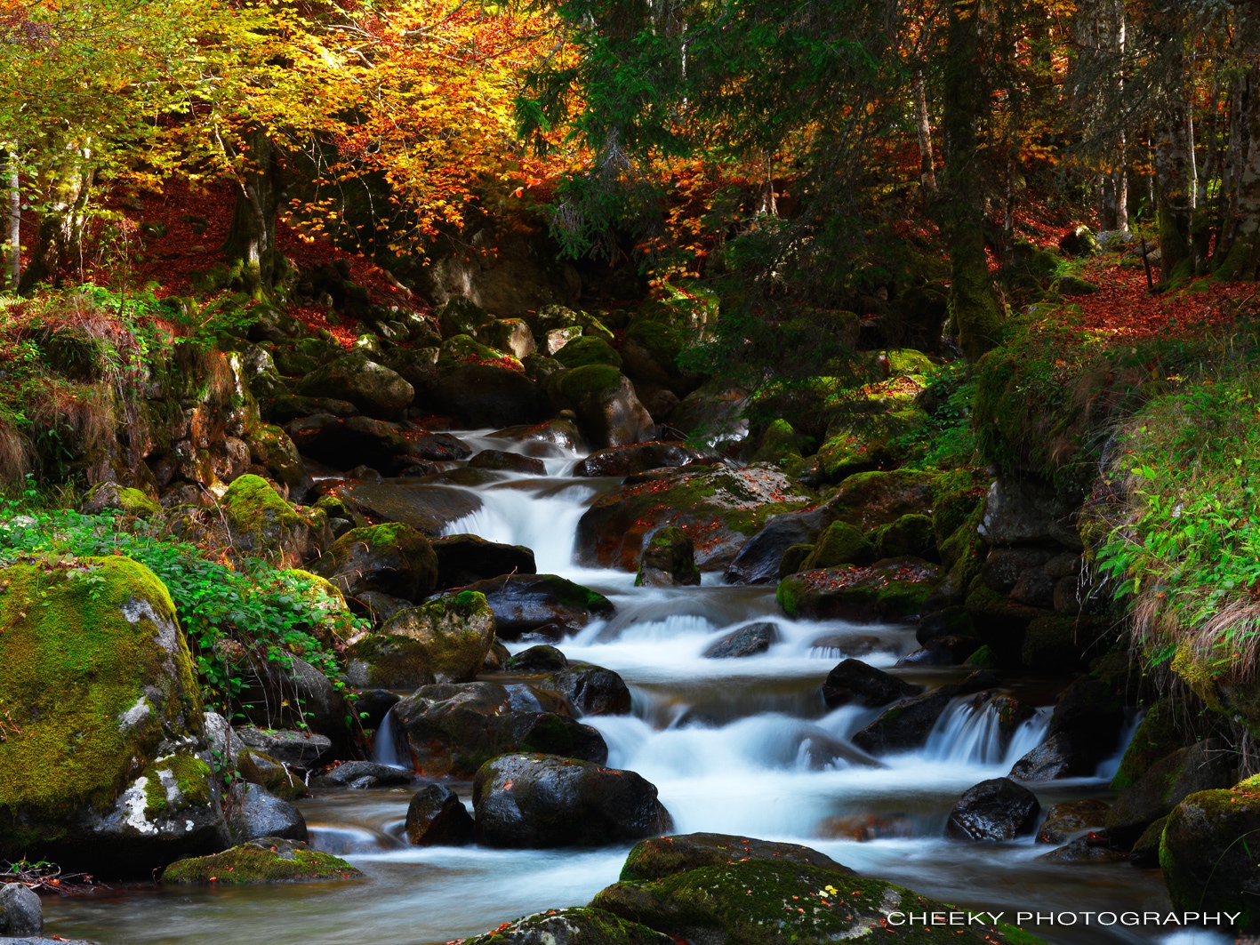 River flowing in the forest photo et image | les saisons, automne ...
