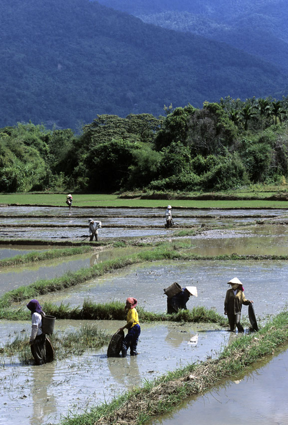 Rizière photo et image | asia, vietnam, world Images fotocommunity