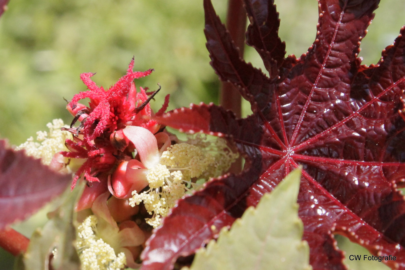 Rizinus Foto & Bild | pflanzen, pilze & flechten, heilpflanzen, Bilder auf fotocommunity
