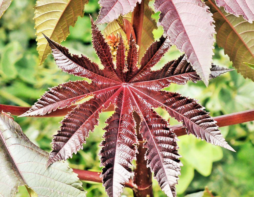 Rizinus Foto & Bild | natur, pflanzen Bilder auf fotocommunity