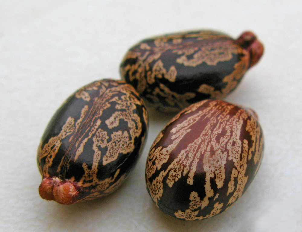 Rizinus-Samen Foto & Bild | pflanzen, pilze & flechten, alles mögliche ...