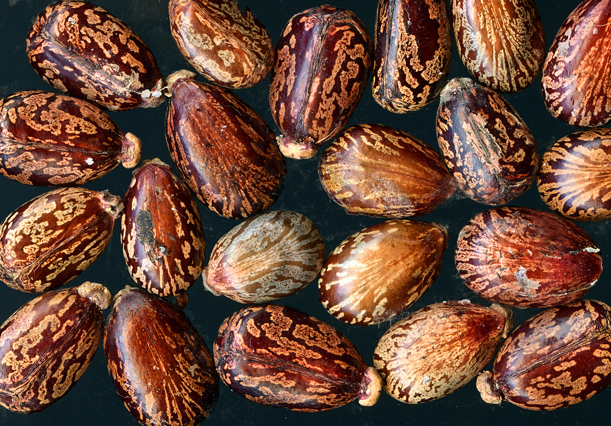 Rizinus, Wunderbaum (Ricinus communis) Foto & Bild | pflanzen, pilze ...