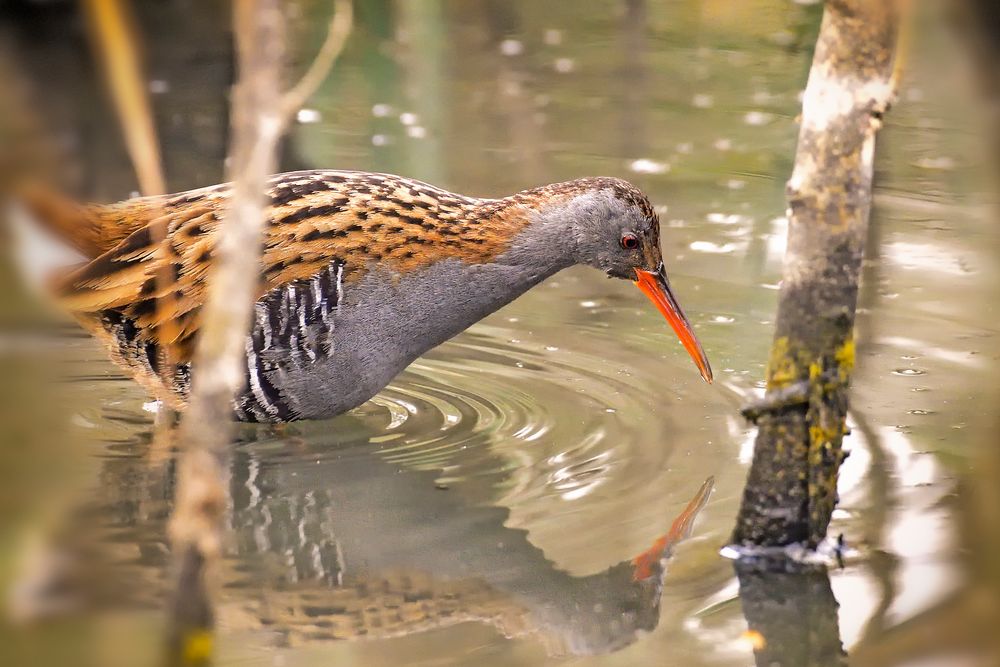 Râle d'eau photo et image | animaux, animaux sauvages, oiseaux Images ...