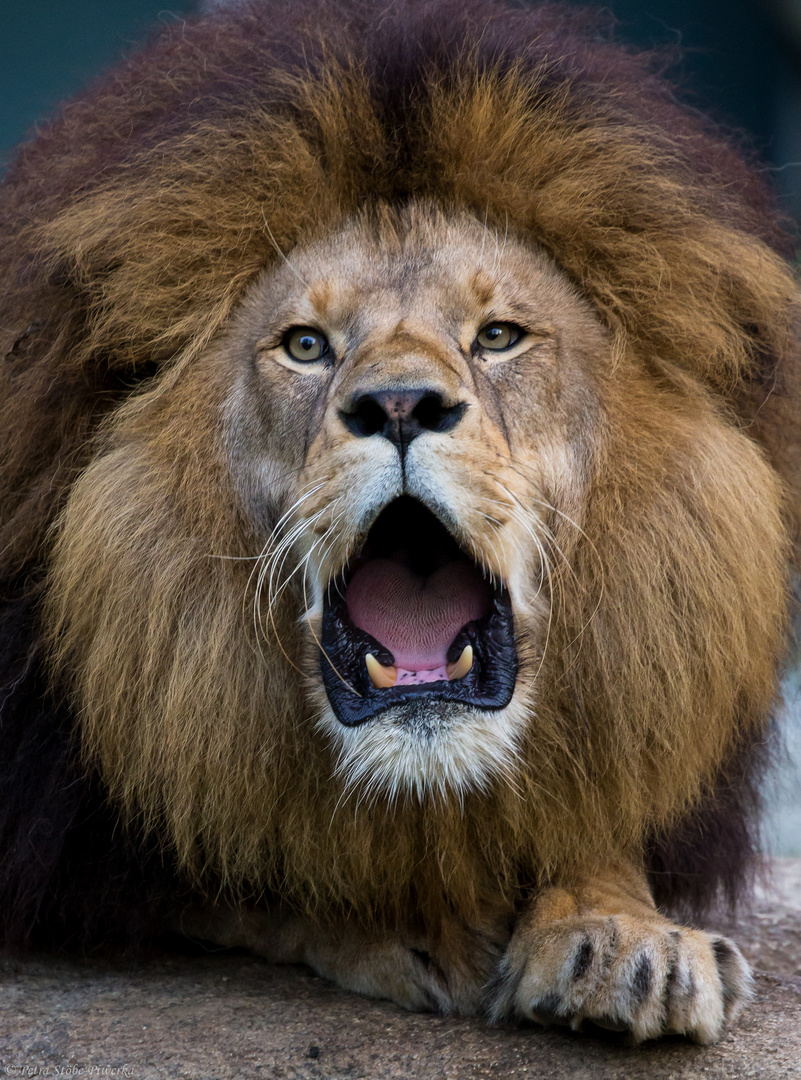 Roar Foto & Bild | natur, katzen, zoo Bilder auf fotocommunity