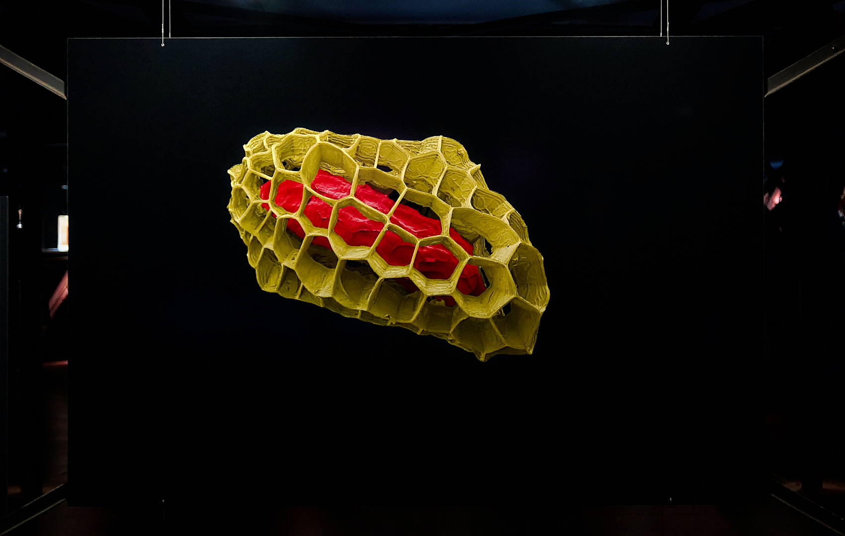 Rob Kesseler Wolfgang Stuppy Foto & Bild | nah- & makro, techniken ...