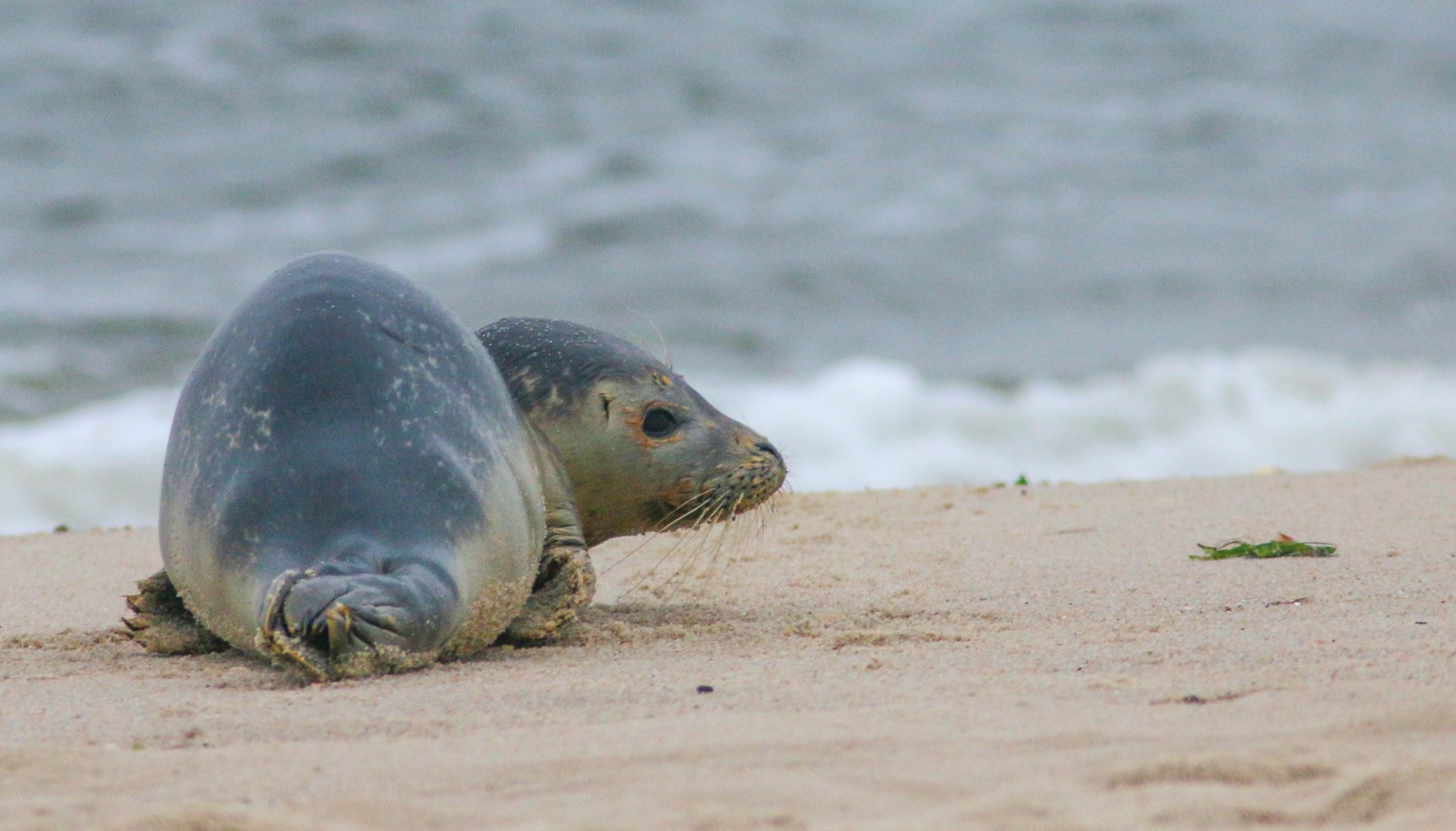 Robbe Foto & Bild | deutschland, europe, schleswig- holstein Bilder auf ...