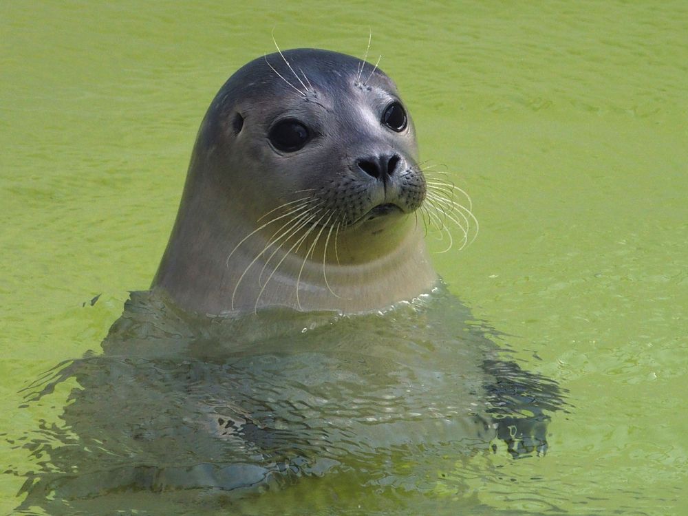 Robbe 1 Foto & Bild | meer, natur, nordsee Bilder auf fotocommunity