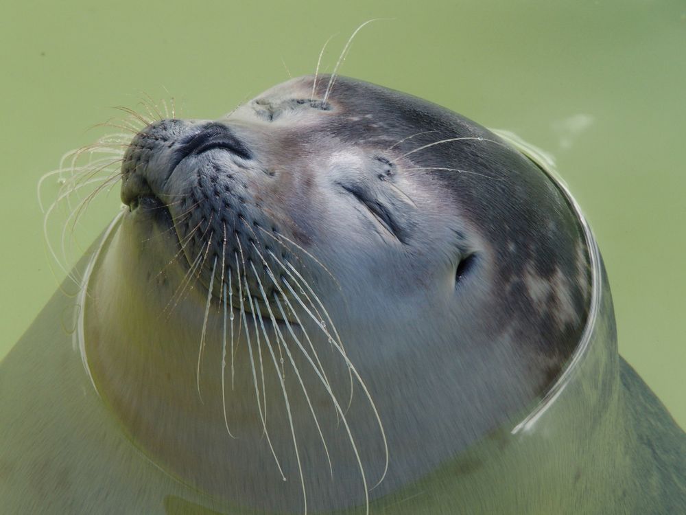 Robbe 2 Foto & Bild | tiere, wildlife, säugetiere Bilder auf fotocommunity