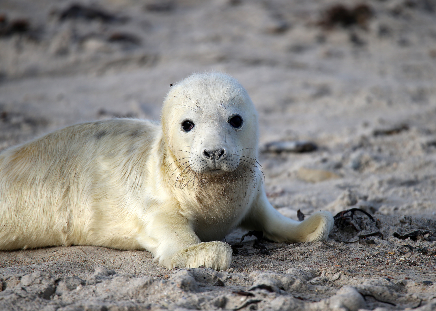 Robbe -29- Foto & Bild | meer, natur, strand Bilder auf fotocommunity
