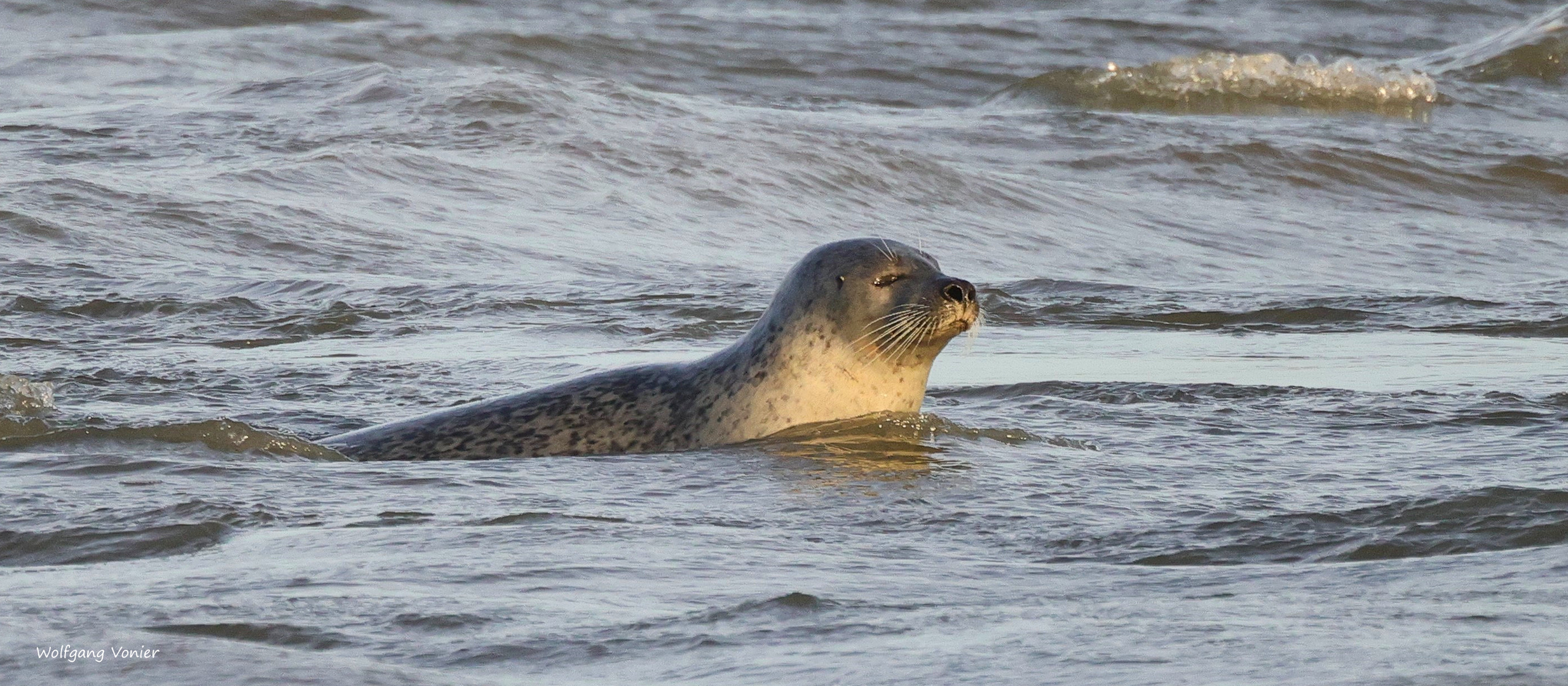 Robbe Foto & Bild | tiere, wildlife, säugetiere Bilder auf fotocommunity