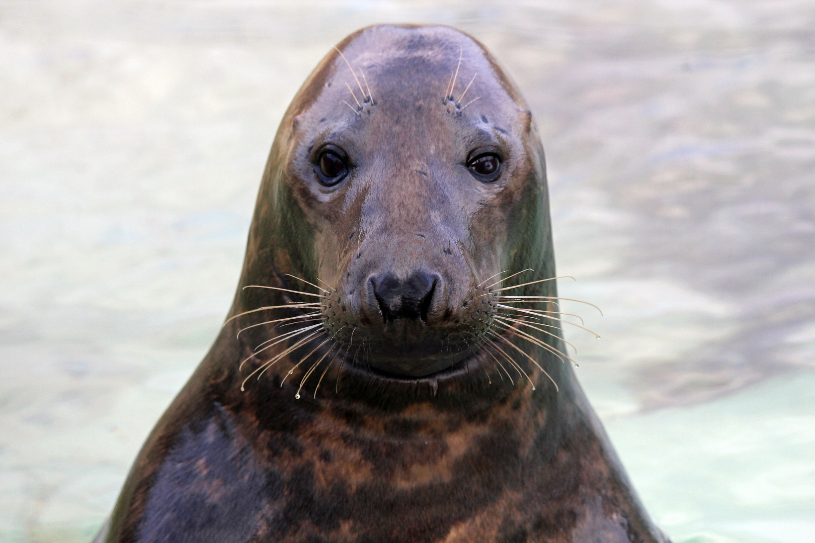 Robbe -34- Foto & Bild | meer, natur, strand Bilder auf fotocommunity