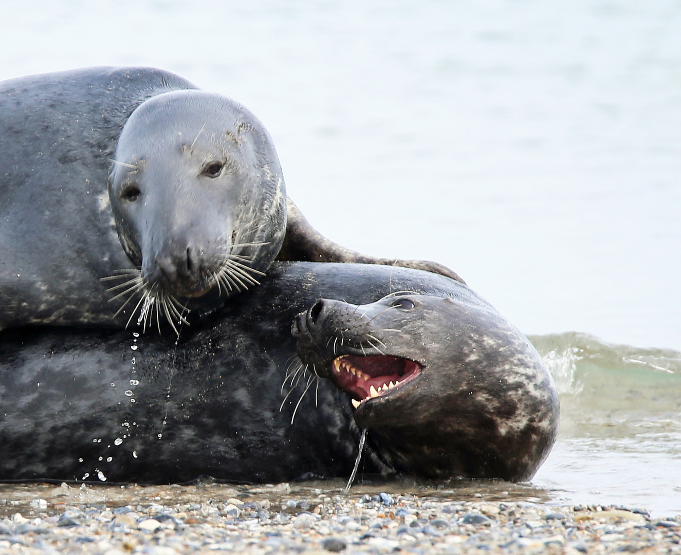 Robbe -36- Foto & Bild | meer, natur, strand Bilder auf fotocommunity