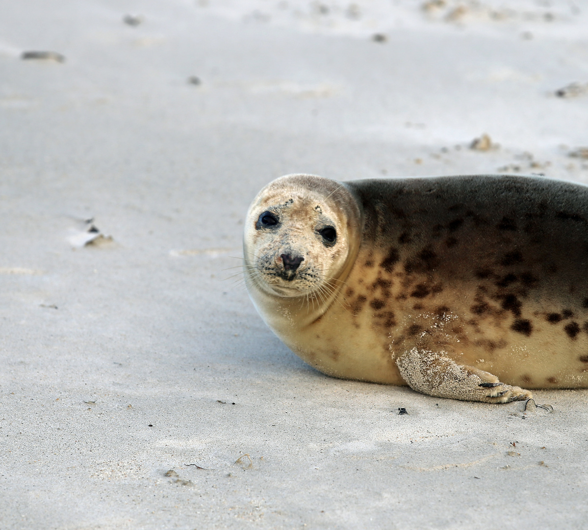 Robbe -40- Foto & Bild | meer, natur, strand Bilder auf fotocommunity