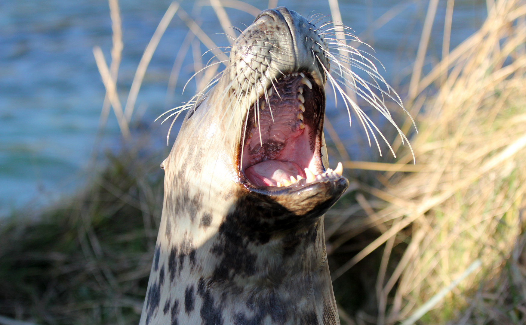 Robbe -43- Foto & Bild | meer, natur, strand Bilder auf fotocommunity