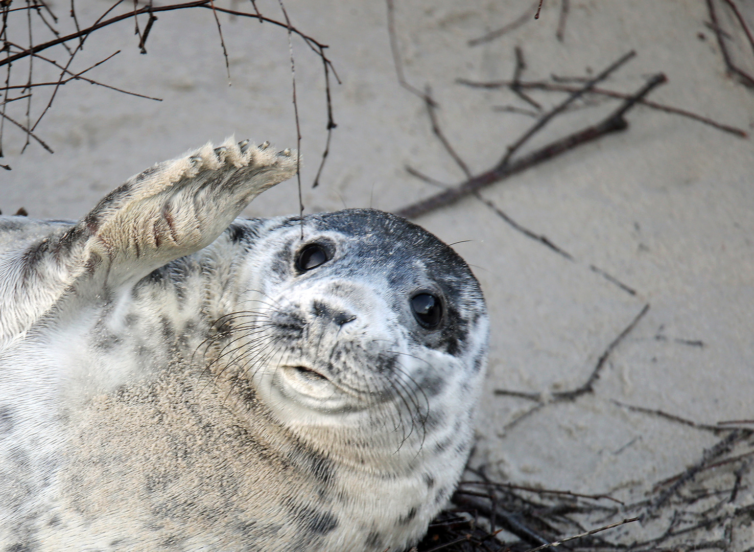 Robbe -43- Foto & Bild | meer, natur, strand Bilder auf fotocommunity