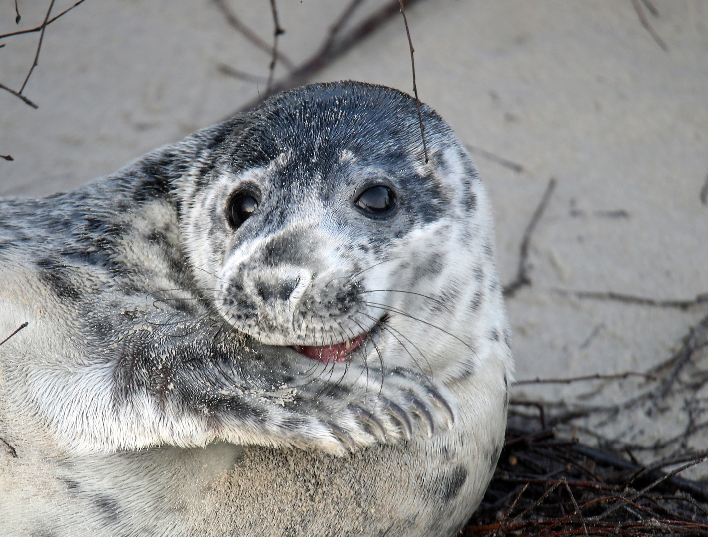 Robbe -45- Foto & Bild | meer, natur, strand Bilder auf fotocommunity