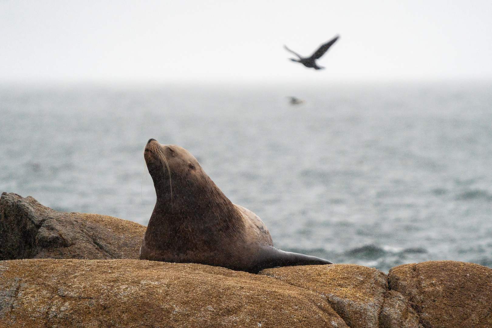 Robbe Foto & Bild | alaska, tiere, robbe Bilder auf fotocommunity