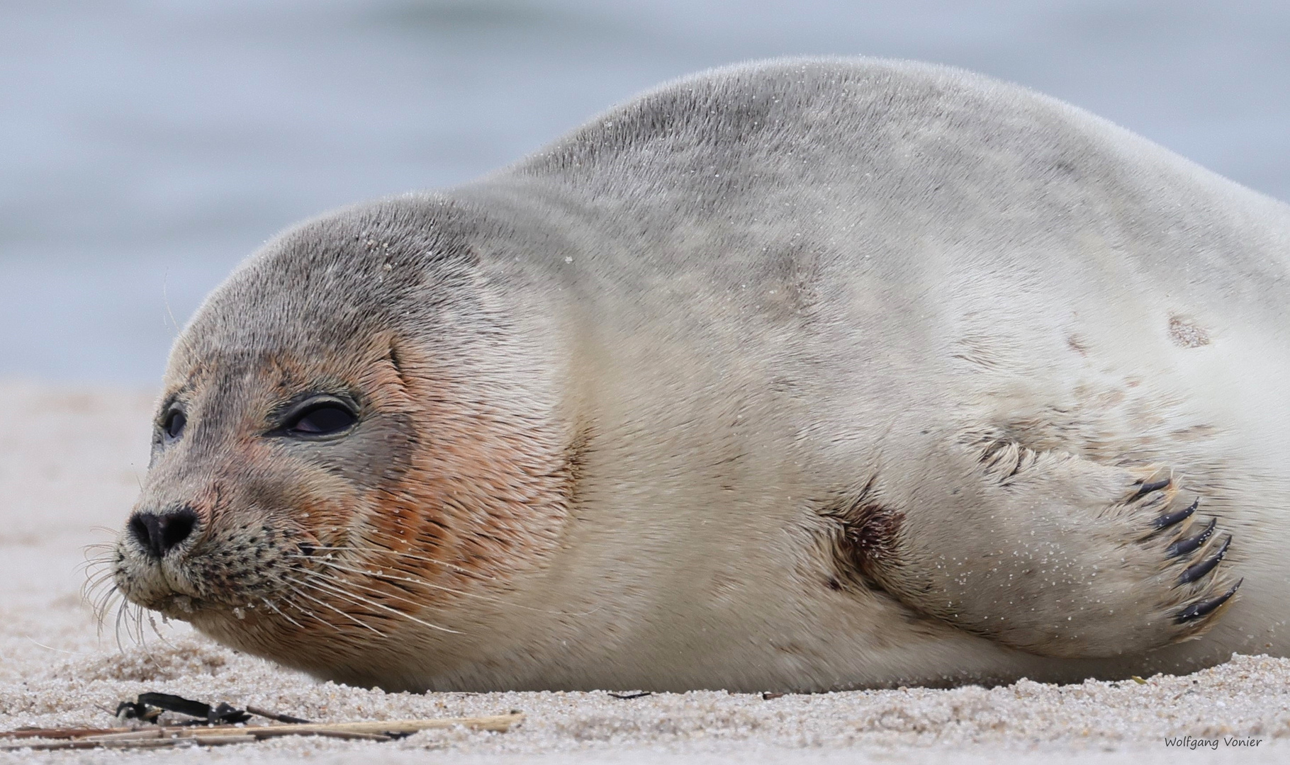 Robbe Foto & Bild | tiere, wildlife, säugetiere Bilder auf fotocommunity